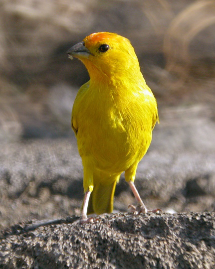 Generalidades especializadas: Canário-da-terra