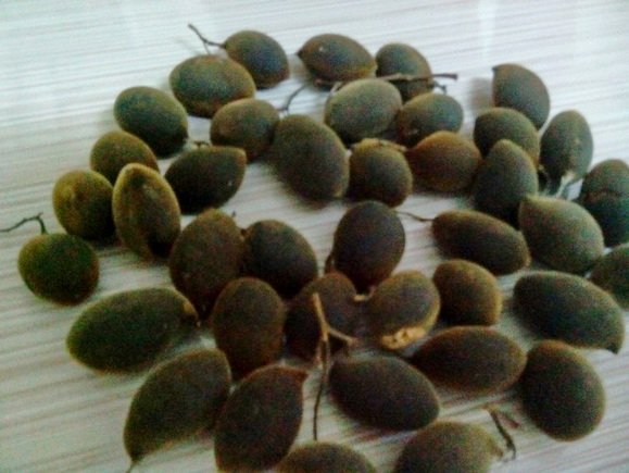 LƯU KHÂM HƯNG (劉欽興): TRÁI SAY (XAY) NHUNG - TRÁI CÂY RỪNG