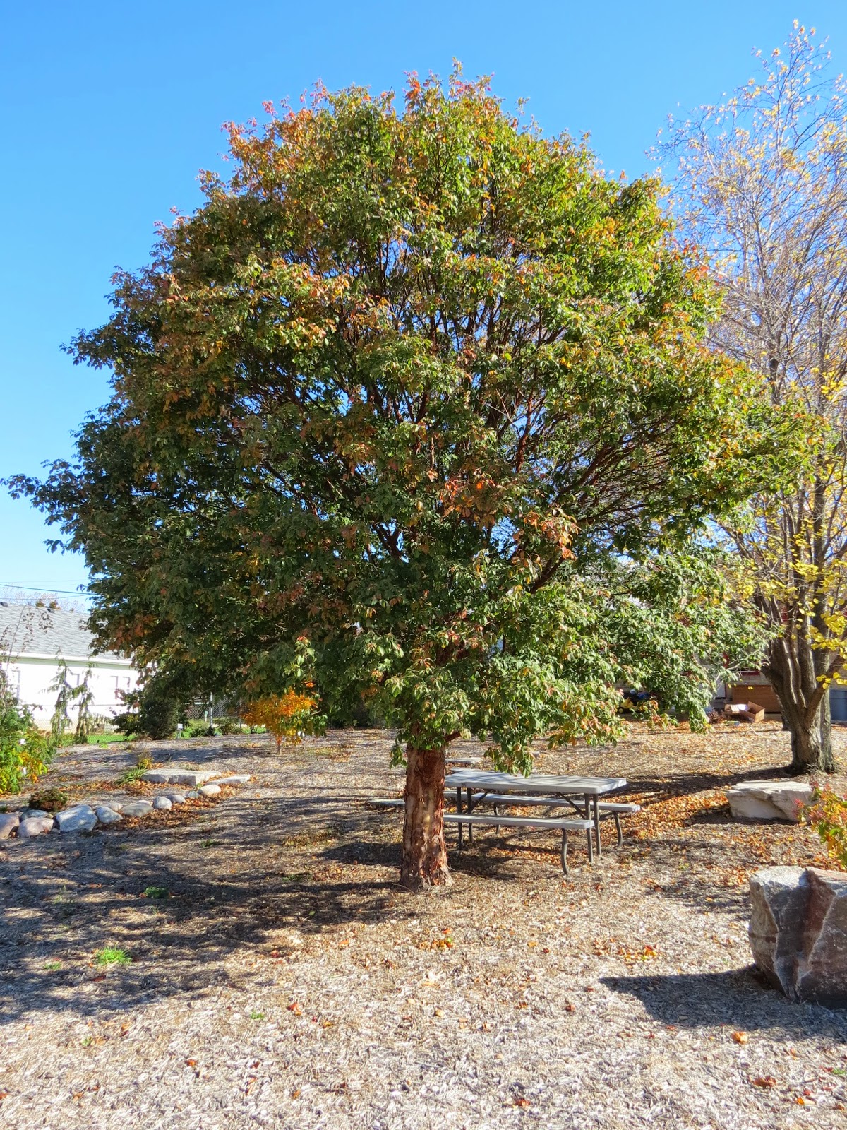 Two Plant Geeks at Milaeger's