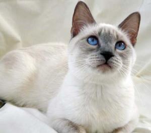 Siamese Cats Home - your cat will be happy!