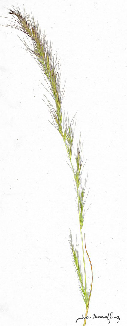 rocayflor: enero 2019