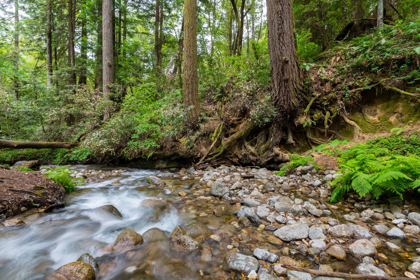 Naturetastic Blog: Fall Creek Unit - Henry Cowell Redwoods State Park ...