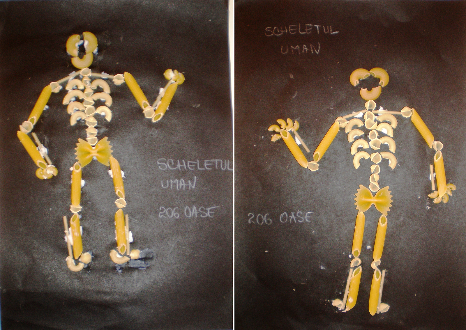 Sistemul osos uman - Materiale didactice de 10(zece)