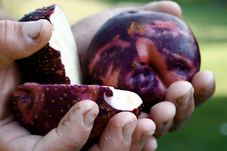 Vegucation: purple viking potato