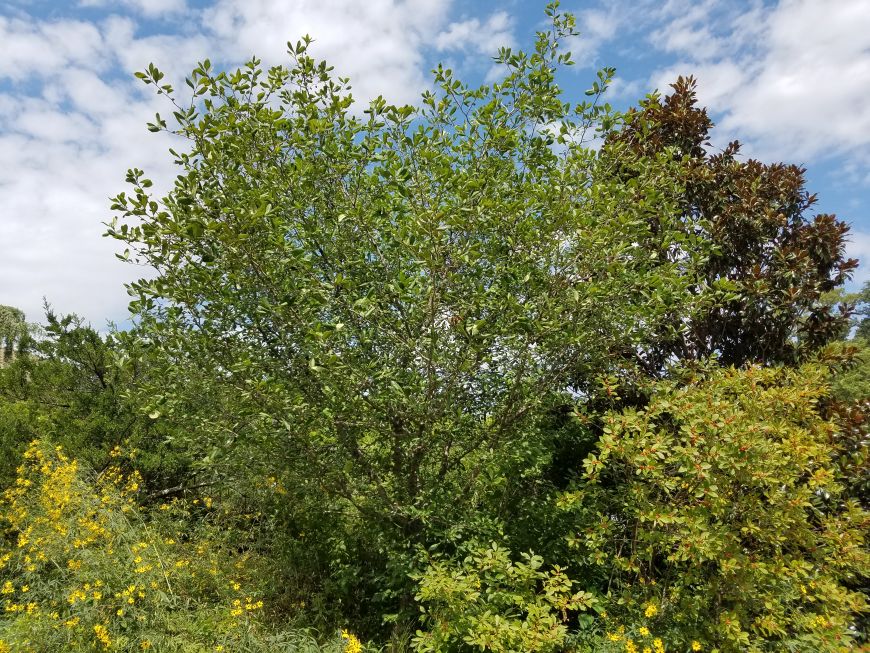 Future Plants by Randy Stewart: Hawthorns