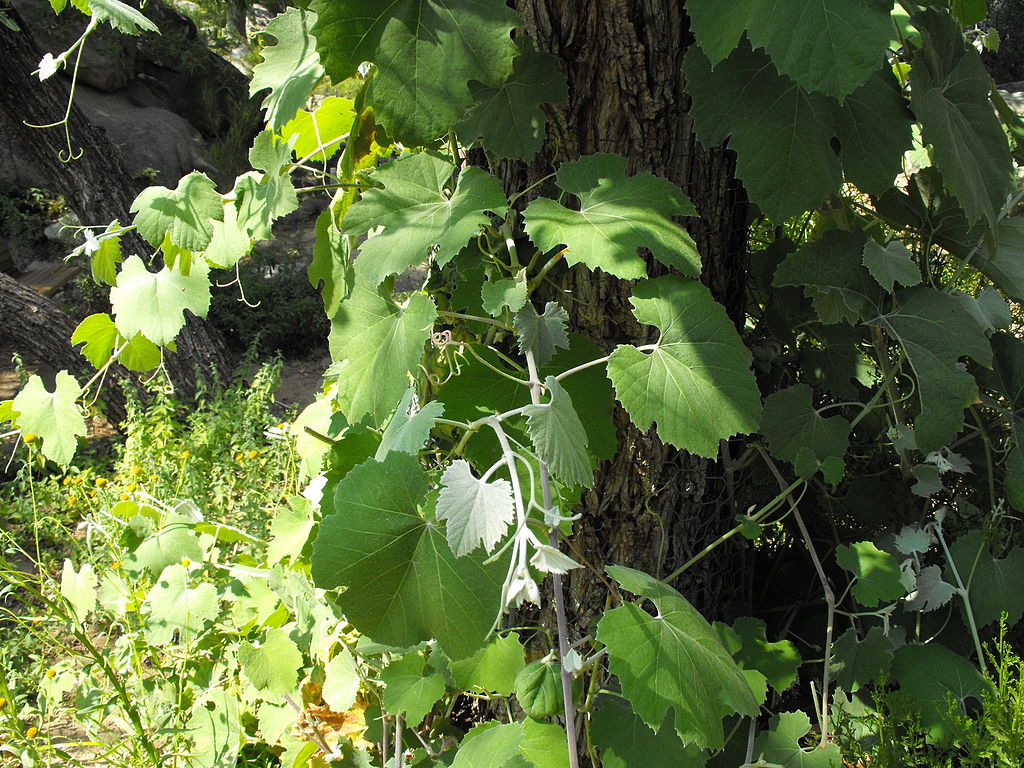Sword Of Survival: Water From The Wild Grape Vine