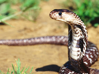 Top 26 Most Wonderful Snake Wallpapers In HD