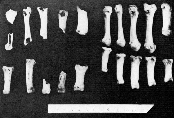 Vatican to display bones claimed to be those of Saint Peter | The Best ...