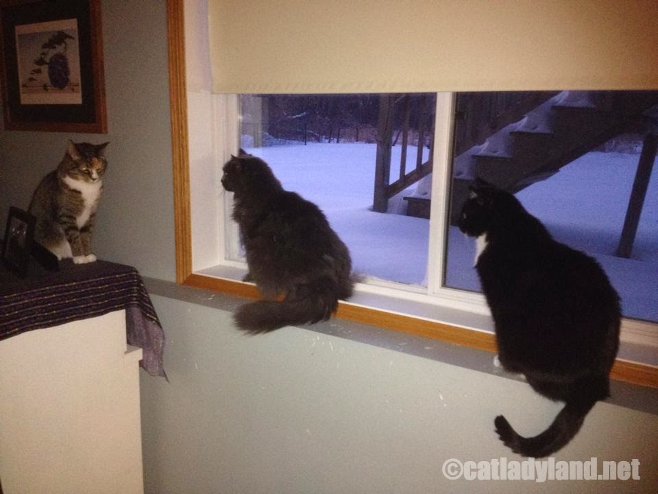 Catladyland: Cats are Funny: Intimidation Will Get You Nowhere ... This ...