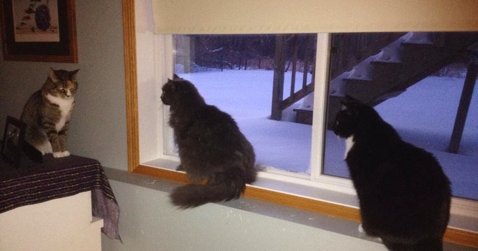 Catladyland: Cats are Funny: Intimidation Will Get You Nowhere ... This ...