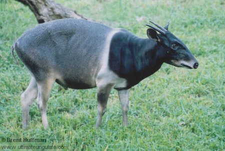 Laberinto en extinción: Duiker de Jentink (Cephalophus jentinki)