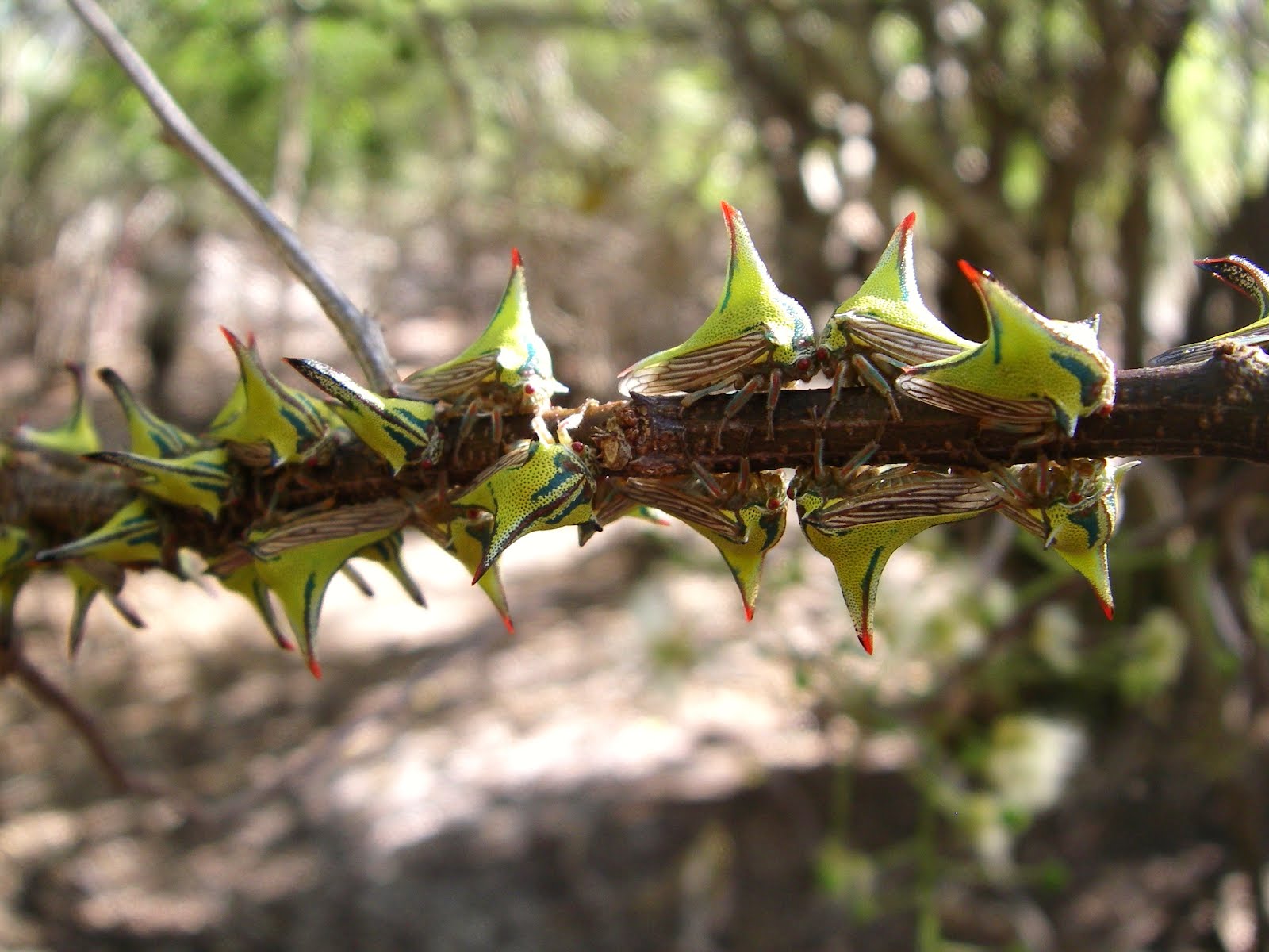 Ecographica: Thorn Bugs in South Florida