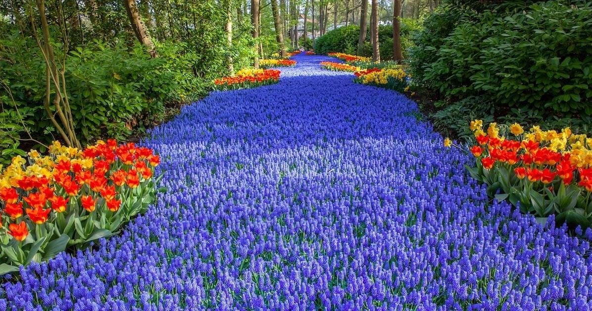The Spectacular 'Flower Stream' Garden In Holland Bursts With Seven ...