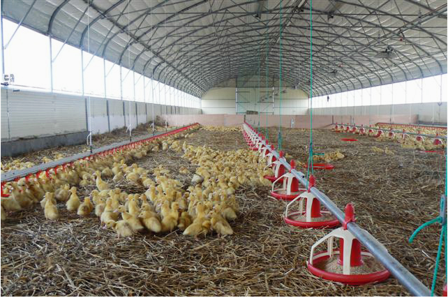 FERME DE ANIMALE: DOTARI FERME