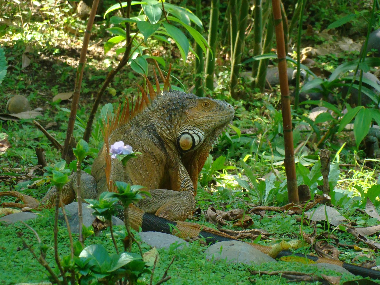 Tierra de collares: Jardín botánico La Laguna: fauna