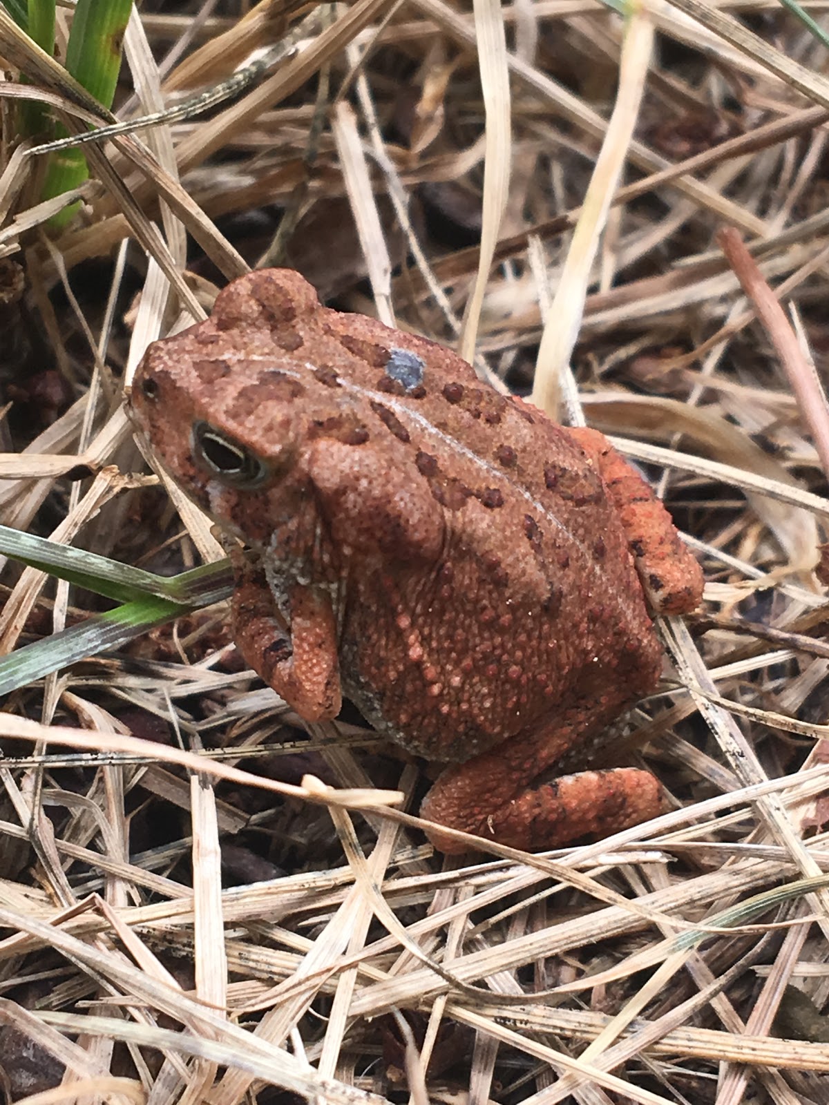 The Monkey Buddha: Little Red Toad