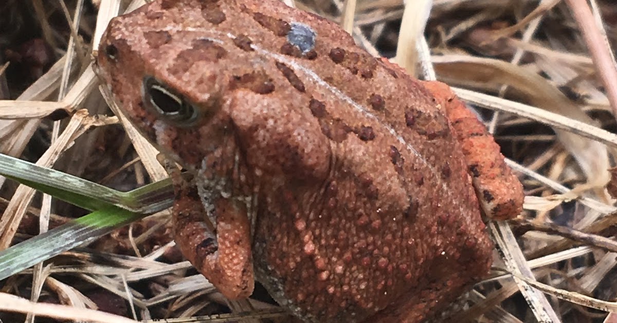 The Monkey Buddha: Little Red Toad