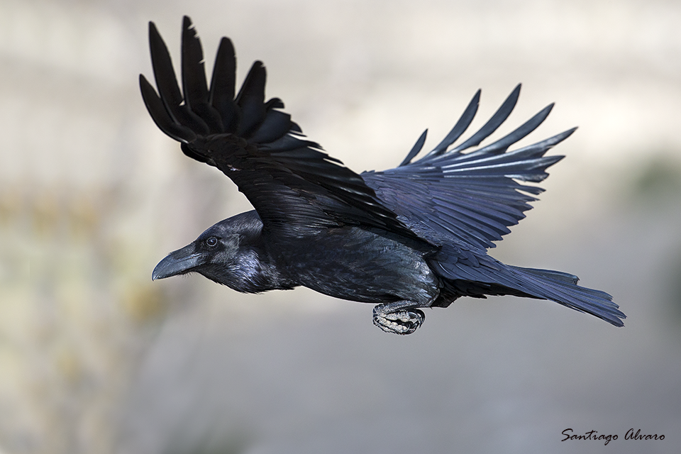 ENTRE CUERVOS | Mirada