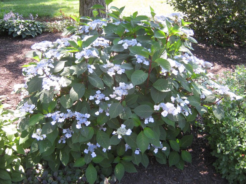 Future Plants by Randy Stewart: Hydrangea - Other Species