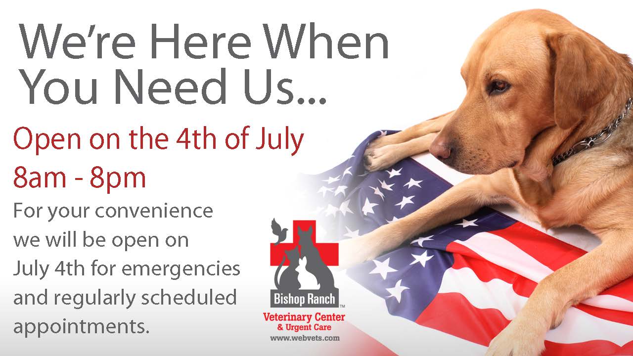 Bishop Ranch Veterinary Center: Fourth of July Pet Safety Tips