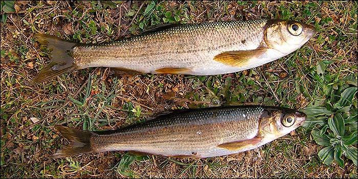 Universo Feliú: Pescado: Peces de río: Bogas