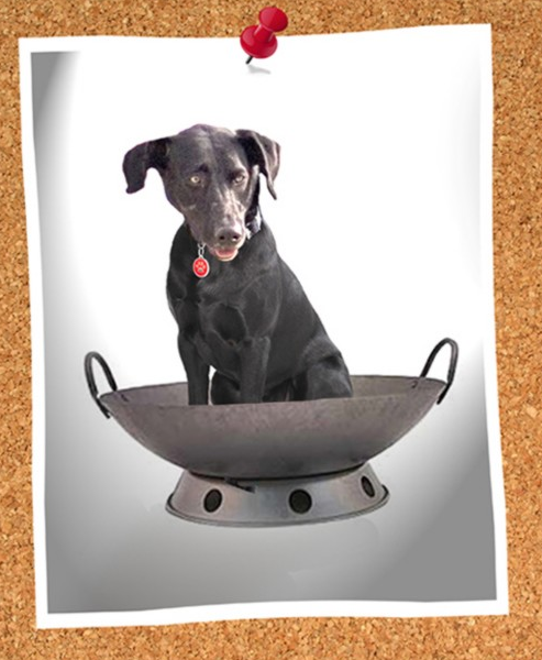 Terrierman's Daily Dose: Wok the Dog: The AKC Goes to China