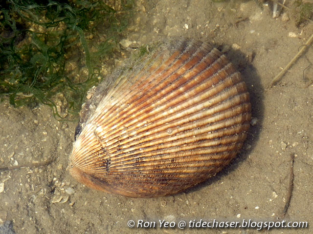 tHE tiDE cHAsER: Heterodont Bivalves (Phylum Mollusca: Subclass ...