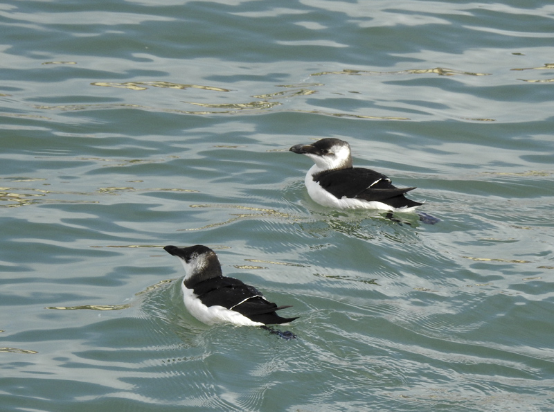 Paseos por la naturaleza: Alca torda. Alca común.