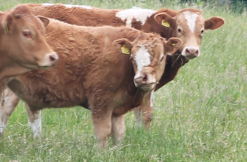 Animal Cafe: Another day in the country...