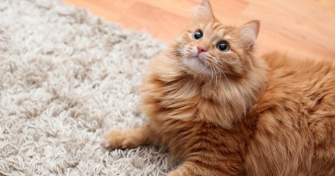 Remove All Stains.com: How to Remove Cat Urine Stains From Carpet