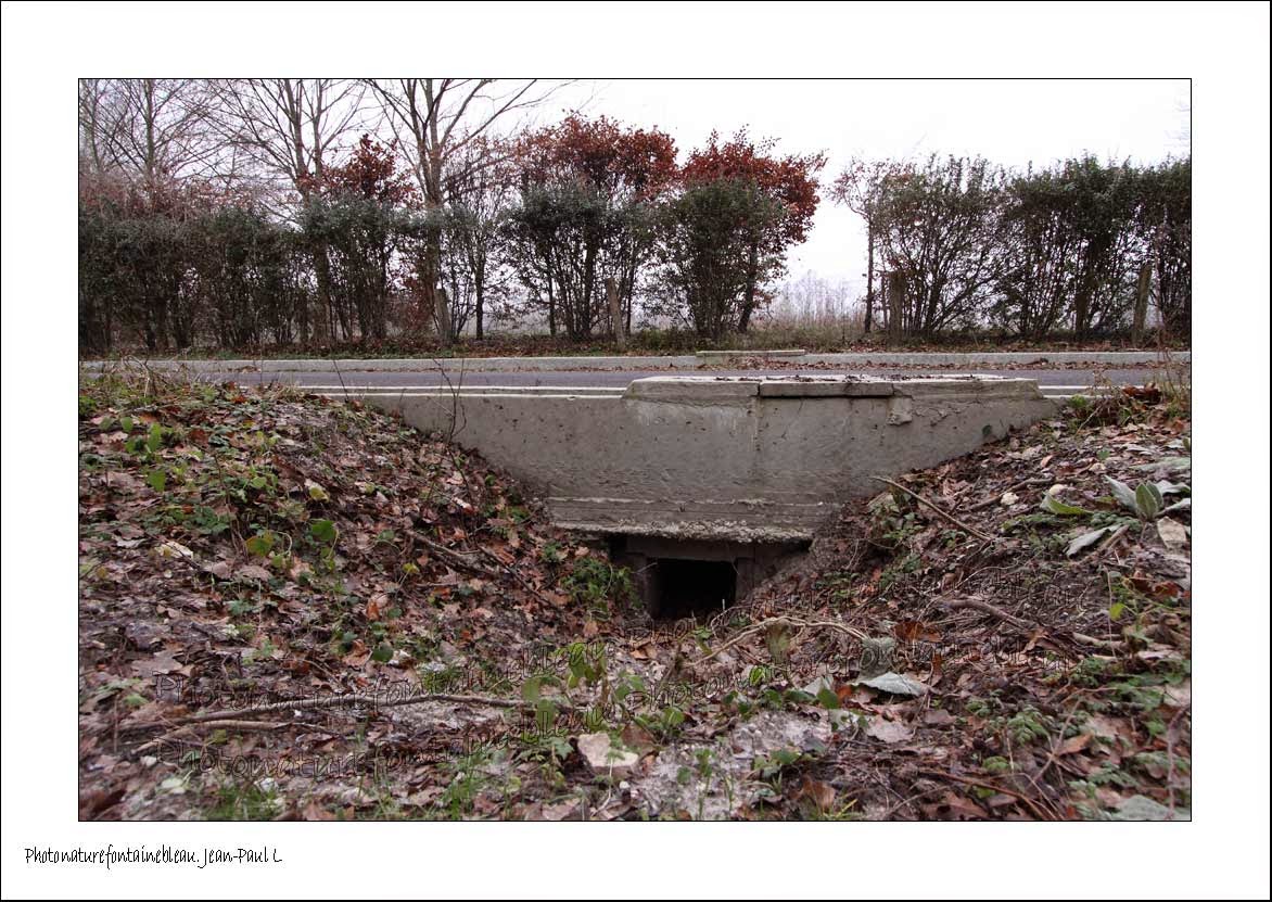 Crapauducs de la forêt de Fontainebleau. 2015 014