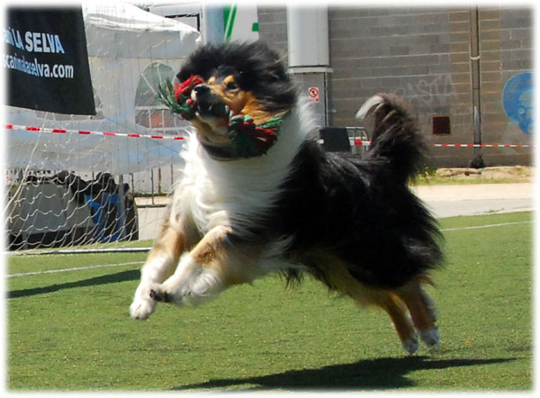 View topic - Kiuii Adopt #113: Blue Merle - Chicken Smoothie