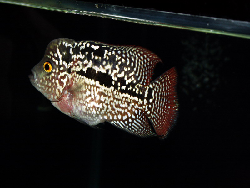 Flowerhorn The Hybrid Cichlids: Good King Kamfa?