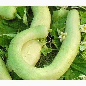 Family Plus Food Equals Love: My Mom's “Italian Stuffed Cucuzza Long ...