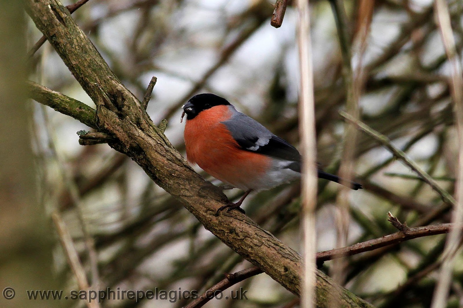 Joe Pender Wildlife Photography: Male Bullfinch