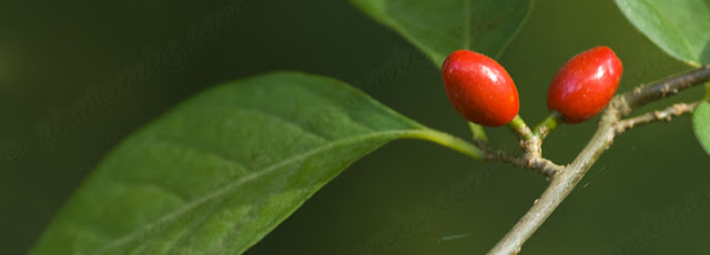 The 3 Foragers: Foraging for Wild, Natural, Organic Food: Spicebush ...