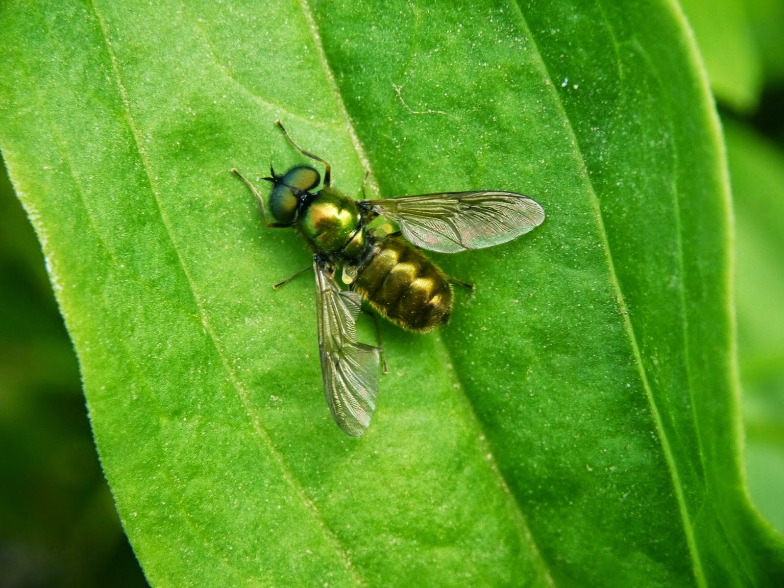 Northwest Norfolk Naturalists: Soldierflies (Stratiomyidae) of Holme ...
