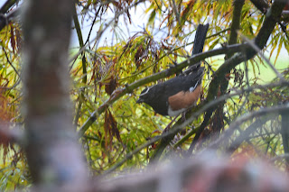The Greenbelt: Maple tree birds