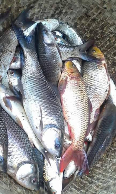 Popular Fishes In Odisha - Odia Khana Khazana | Odisha Recipes | Odisha ...