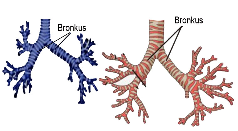 Sistem Pernapasan Manusia | LES MUSIK TERBAIK