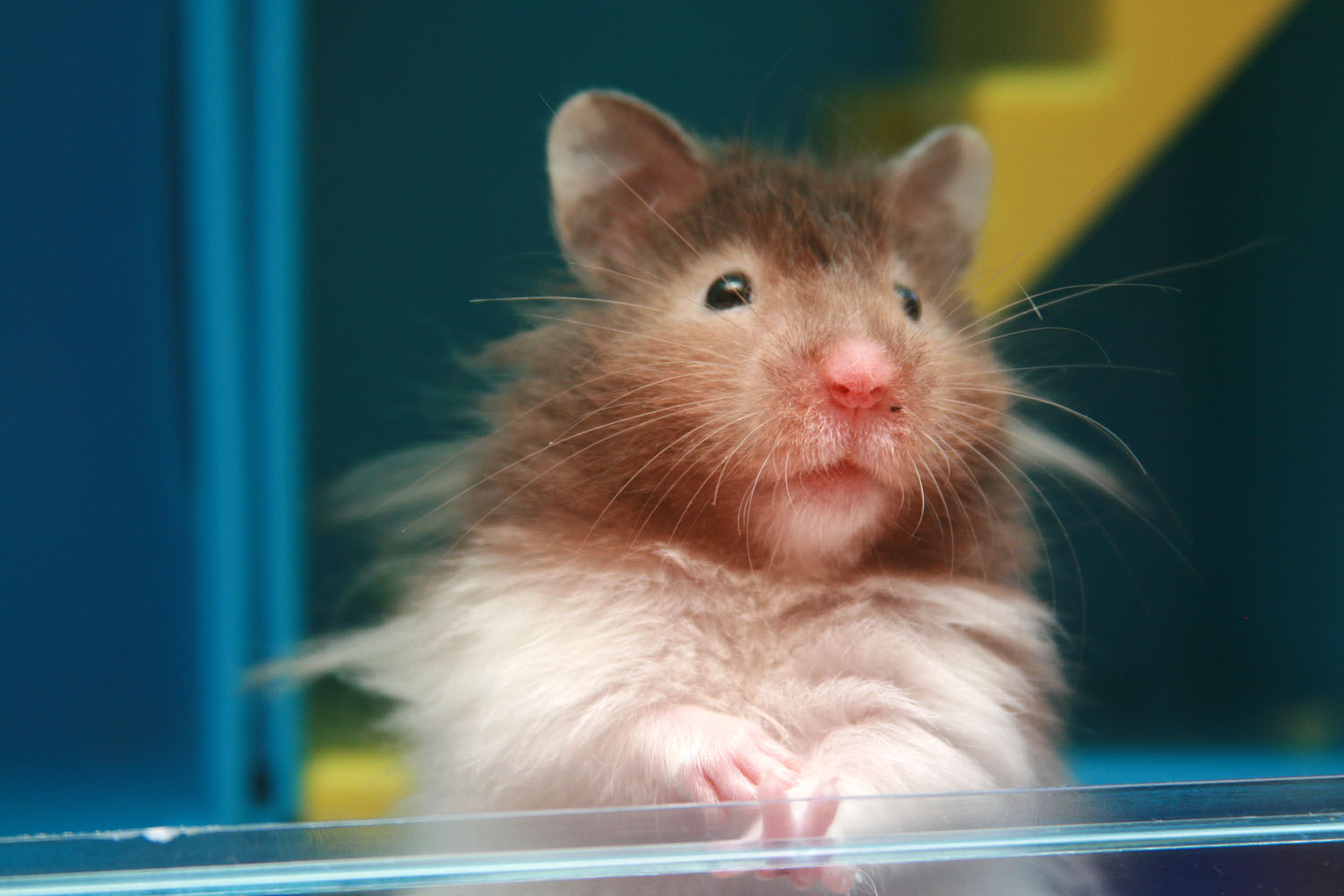 Lots of Little Lovies: Introducing......."Rex"......