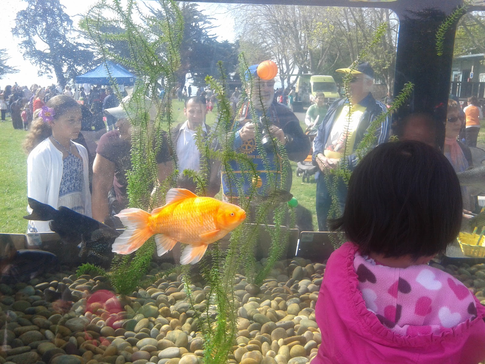 Abby's Aquarium Adventures: Mobile Fish Exhibit