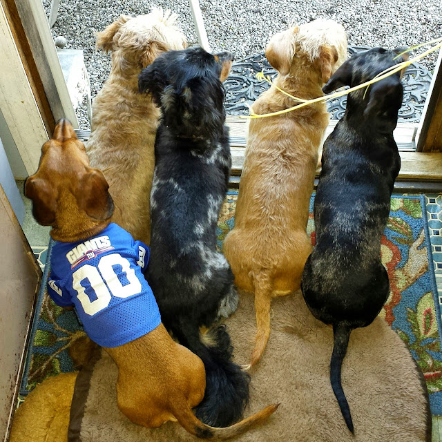 My Three Doxsons: It was a dachshund holiday!