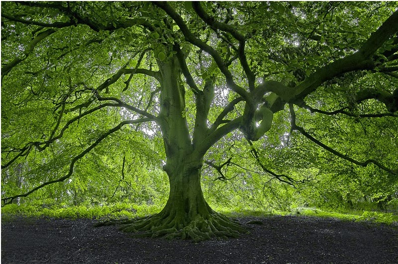 Alquimia das Árvores: Olmo - Elm