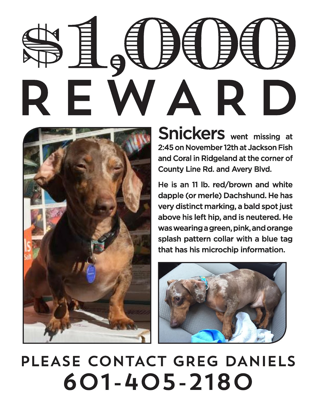 Jackson Jambalaya: $1,000 reward for lost dog