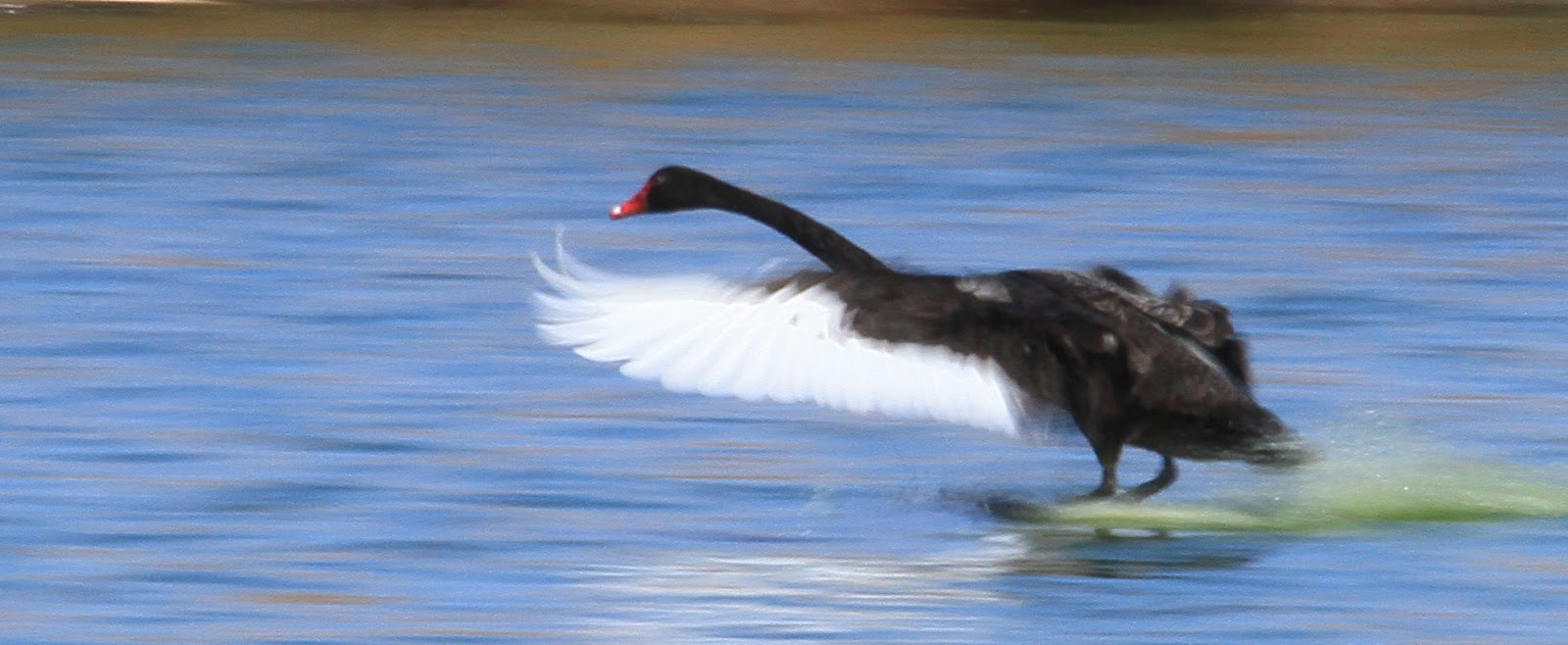 Richard Waring's Birds of Australia: Having fun with camera settings ...