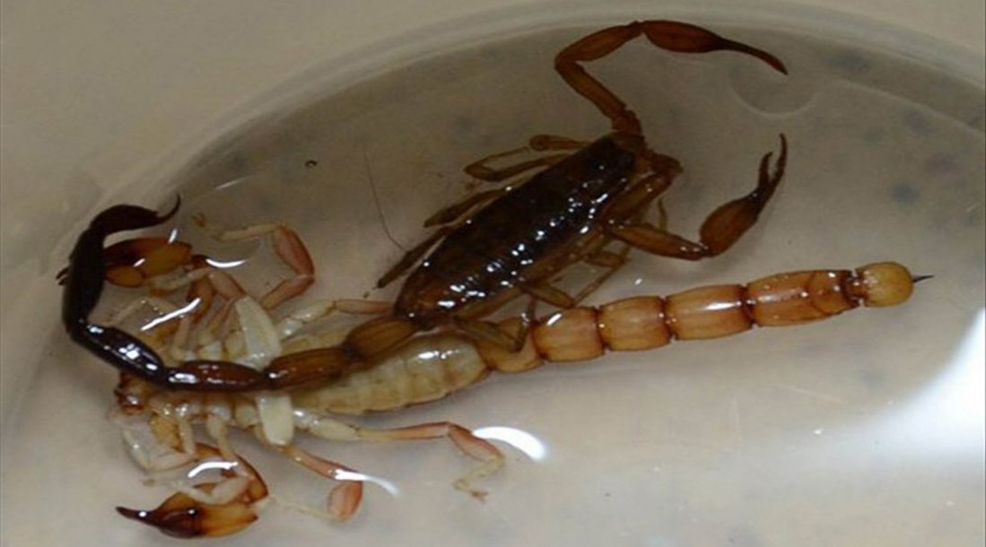 Noticias Hausler: ARGENTINA - SALTA - MURIÓ UN NIÑO TRAS SER PICADO POR ...