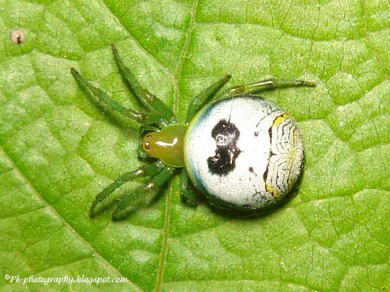 Kidney Garden Spider-Araneus mitificus | Nature, Cultural, and Travel ...