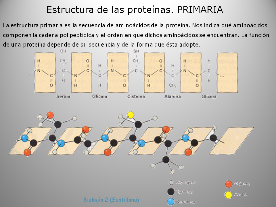 Biología 2º bachillerato.: PRÓTIDOS