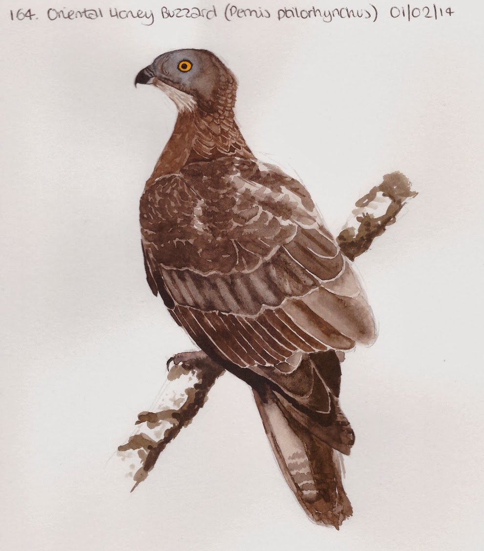 Learn.Draw.BIRD.: 164. Oriental Honey Buzzard (Pernis ptilorhynchus)